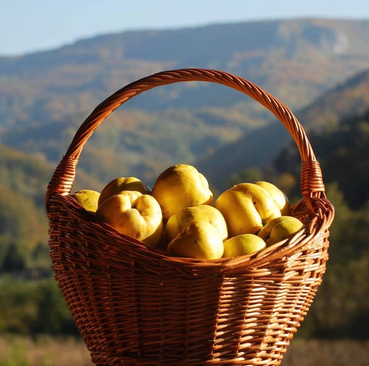Rakija vs. Grappa vs. Obstbrand: Der Vergleich der Schnäpse